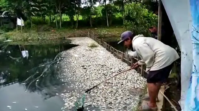 Ribuan Ikan di Setu Citongtut Bogor Mati Mendadak: Diduga Tercemar ...