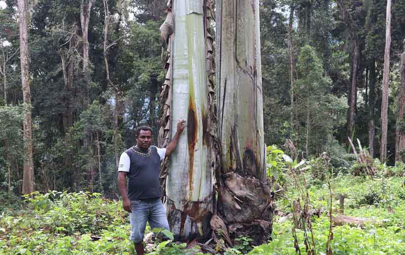 Pisang Raksasa Papua, Tingginya Bisa Capai 25 Meter
